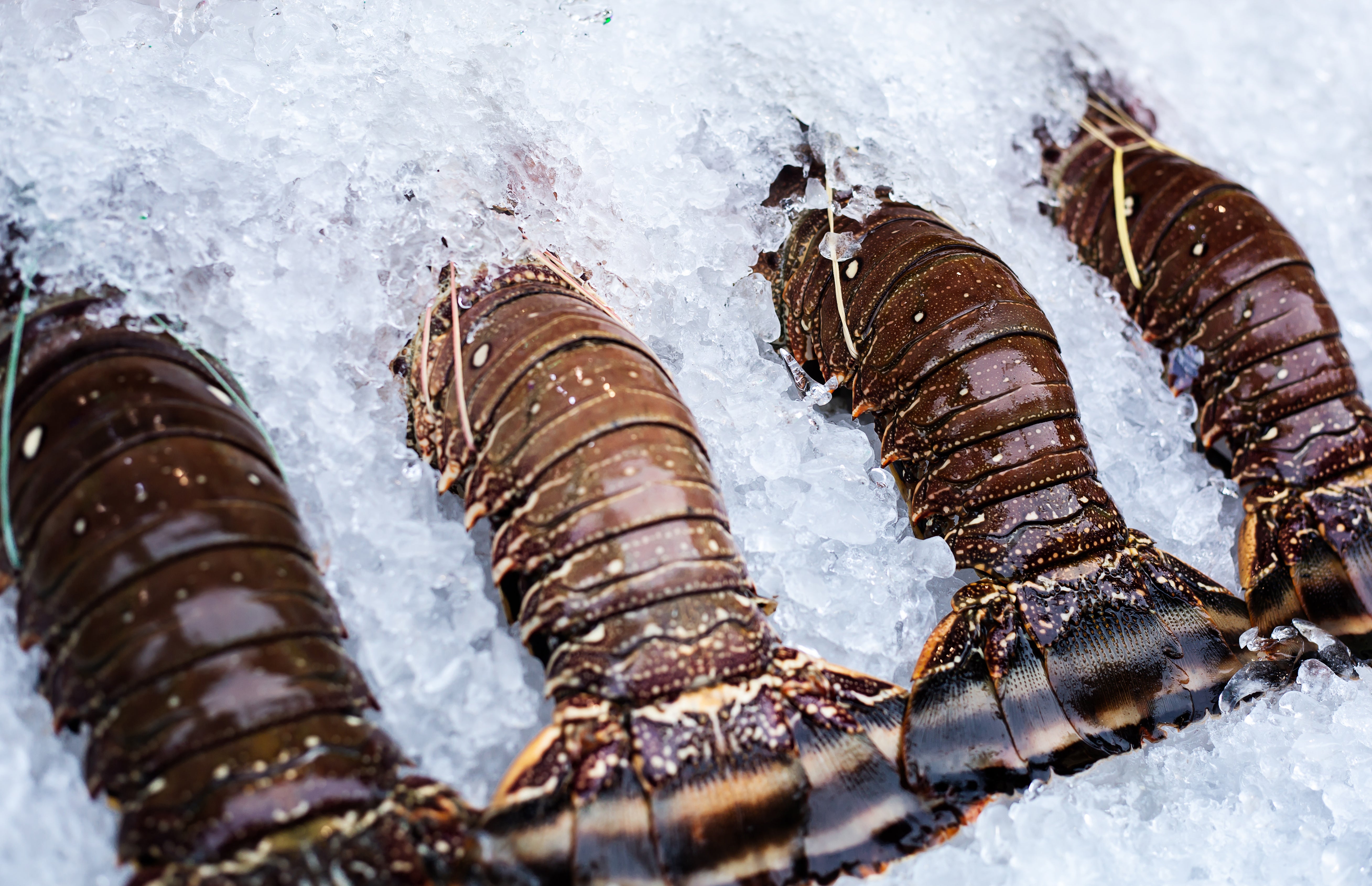 Buy Frozen Asian Seafood Online | Prawns, Squid, Fish UK - Food For Foodies